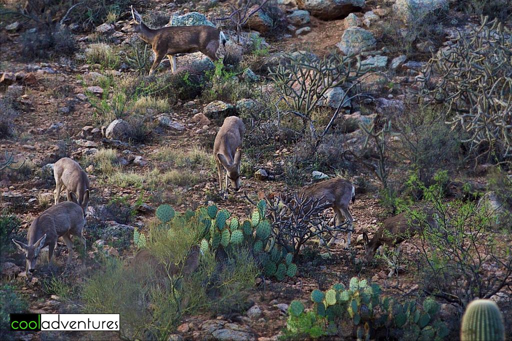 Deer on hike at JW Marriott Starr Pass, Tucson, Arizona – cool adventures