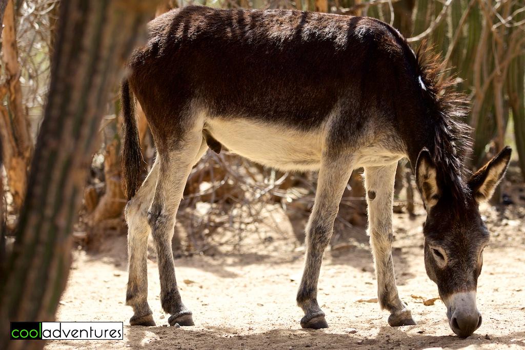Aruba Donkey Sanctuary – cool adventures