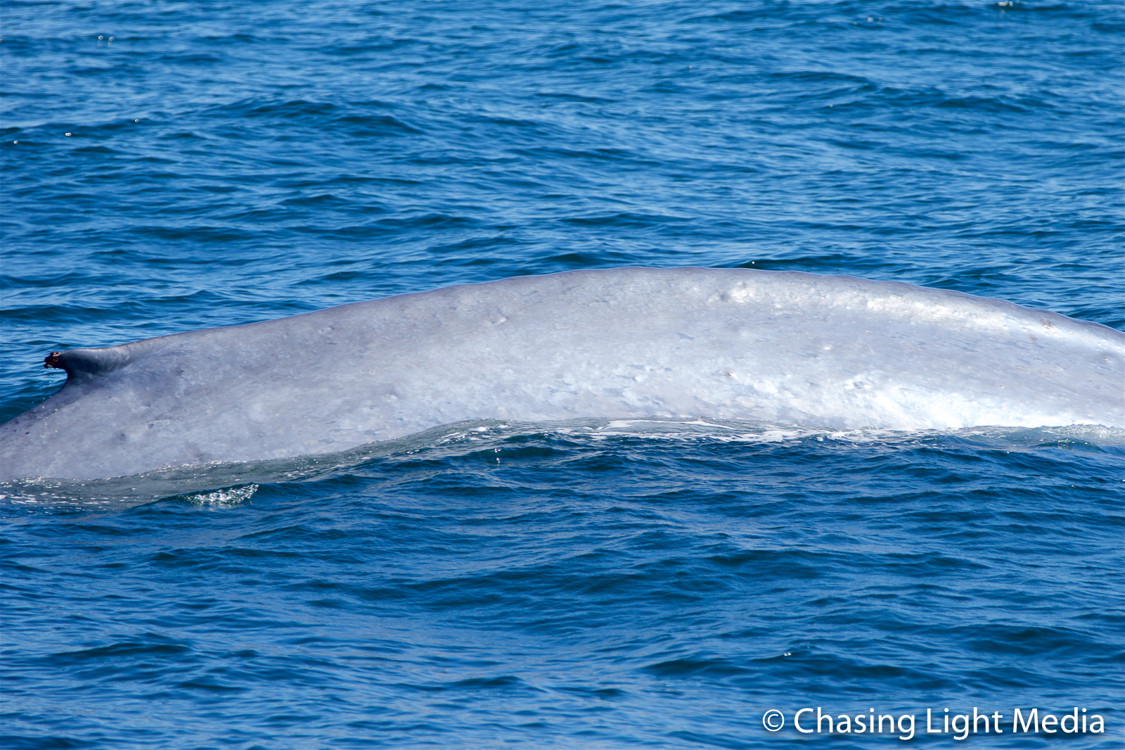 Back and tiny dorsal fin of a blue whale, Sea of Cortez, Baja Pe – cool ...