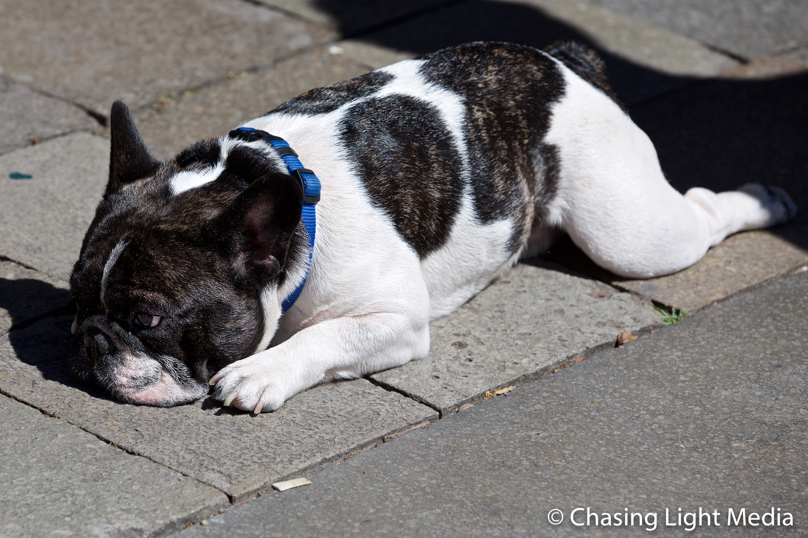 Dog, Venice, Italy – cool adventures