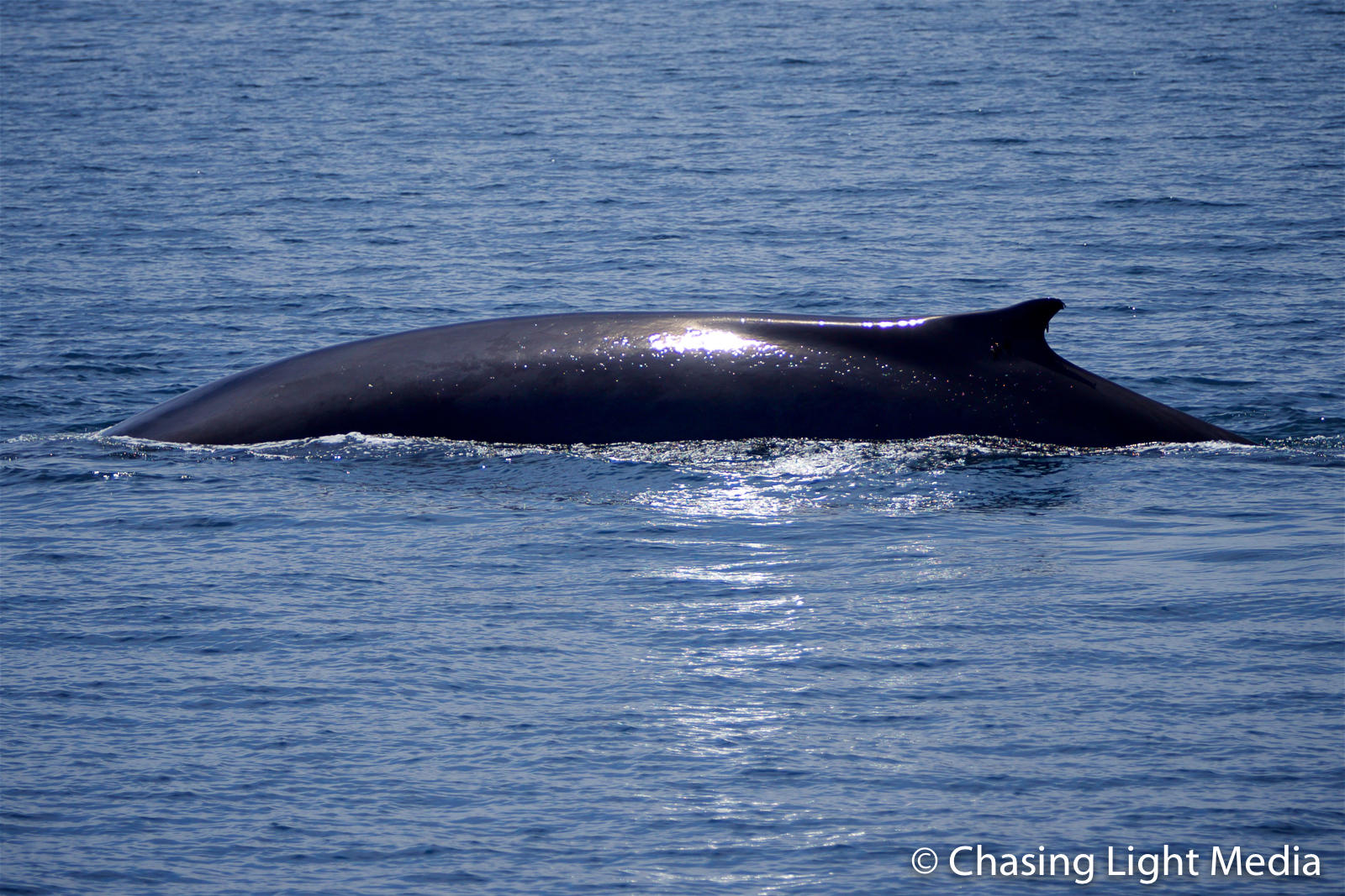Sun reflects off the arched back of a fin whale, Sea of Cortez – cool ...