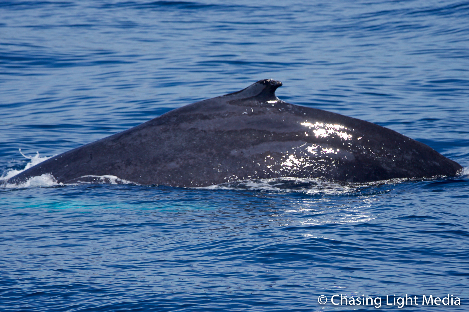 Arched back of a humpback whale, Sea of Cortez, Baja Peninsula – cool ...
