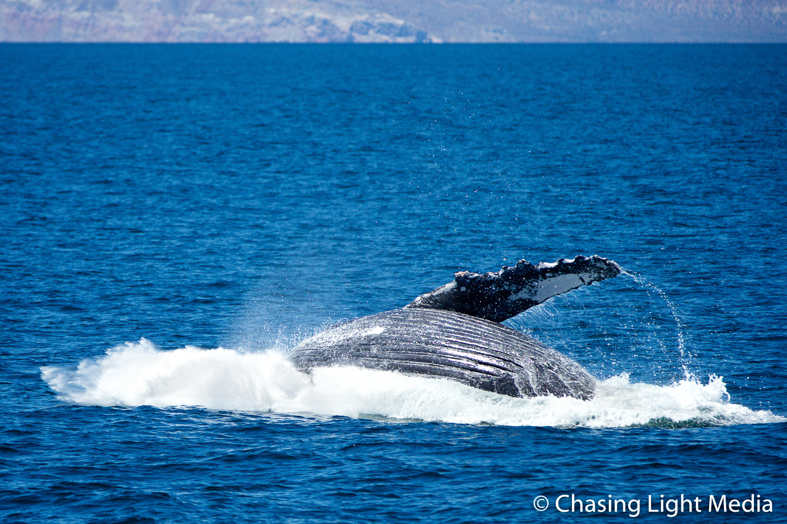 3Breaching humpback whale [frame 4 – into the water] – cool adventures