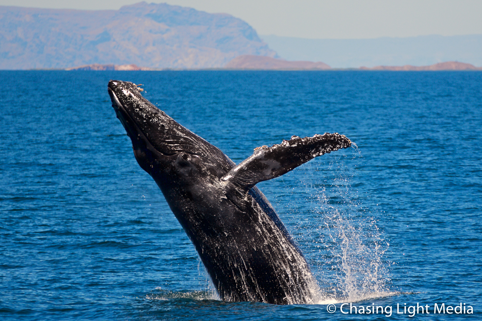 Humpback whale breaching in waters near Isla San Francisco, Baja – cool ...