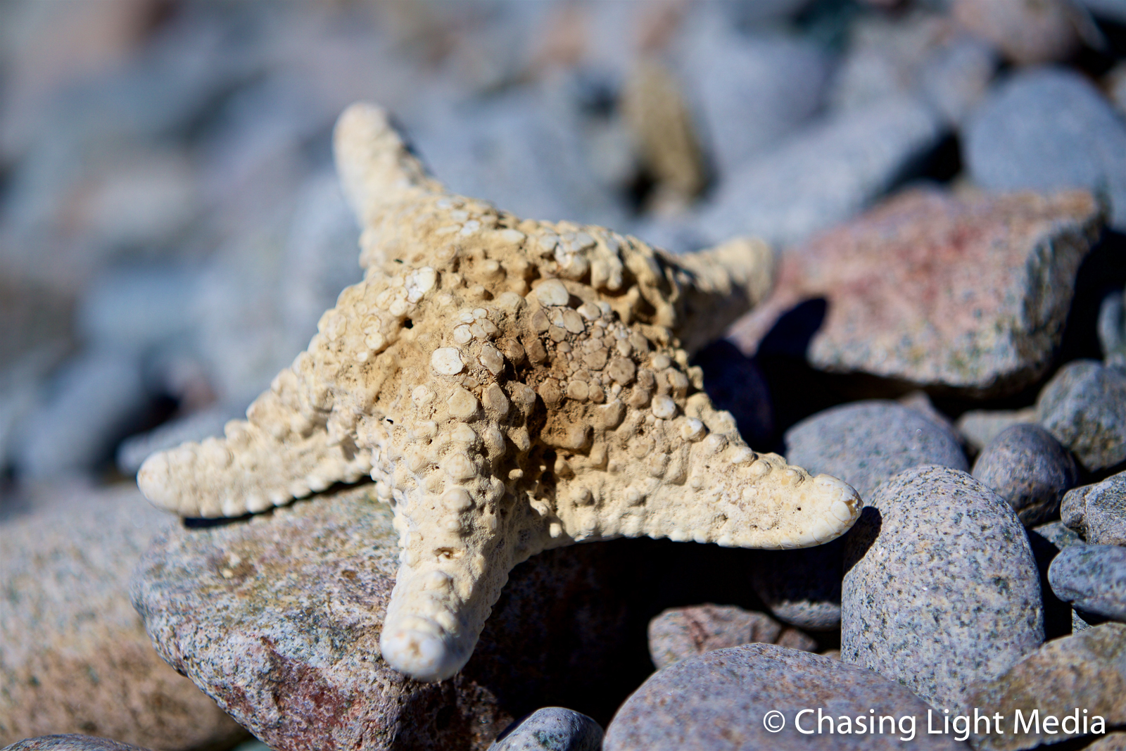 Starfish on the beach on Isla Santa Catalina, Gulf of California – cool ...