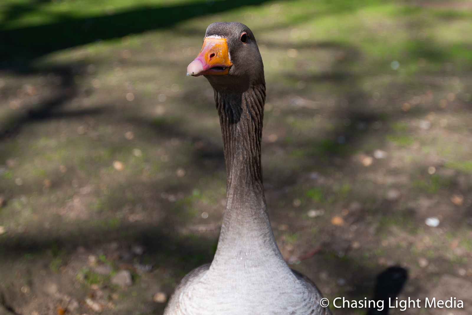 Inquisitive goose at The Royal Parks, London – cool adventures